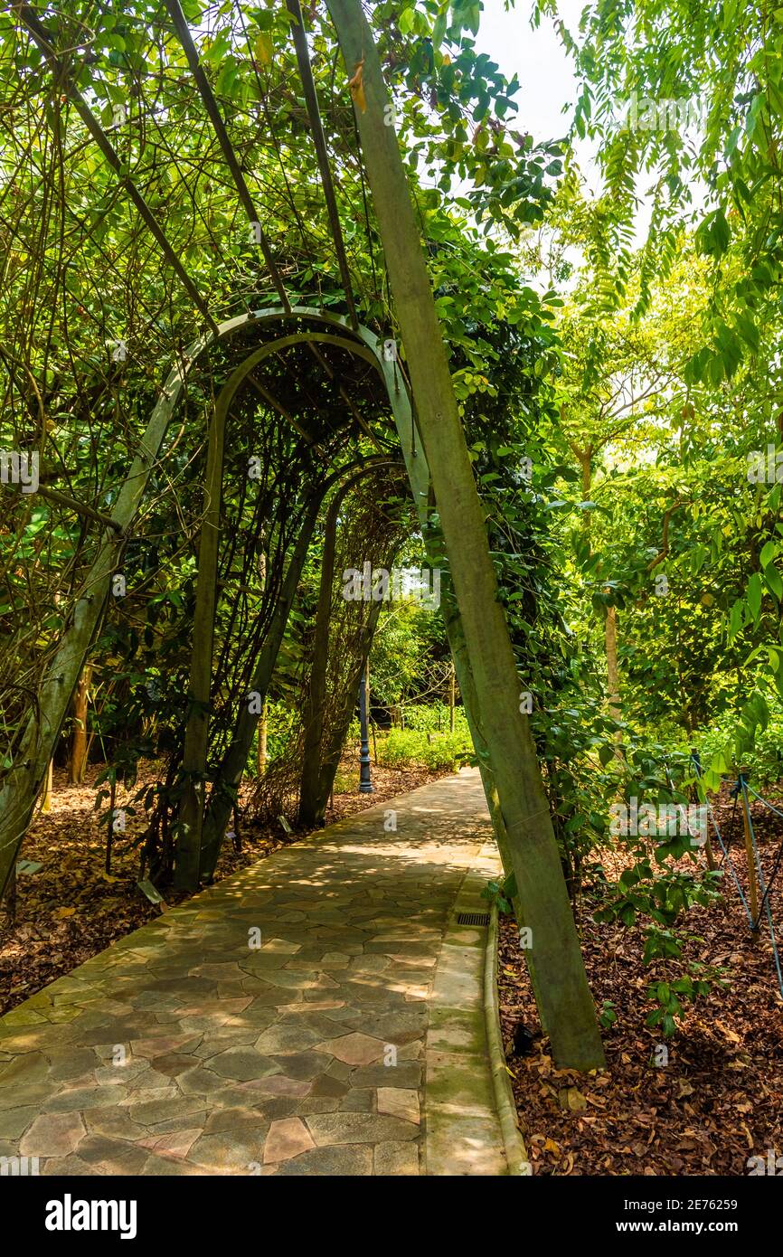 plant corridor in Singapore botanic gardens Stock Photo - Alamy