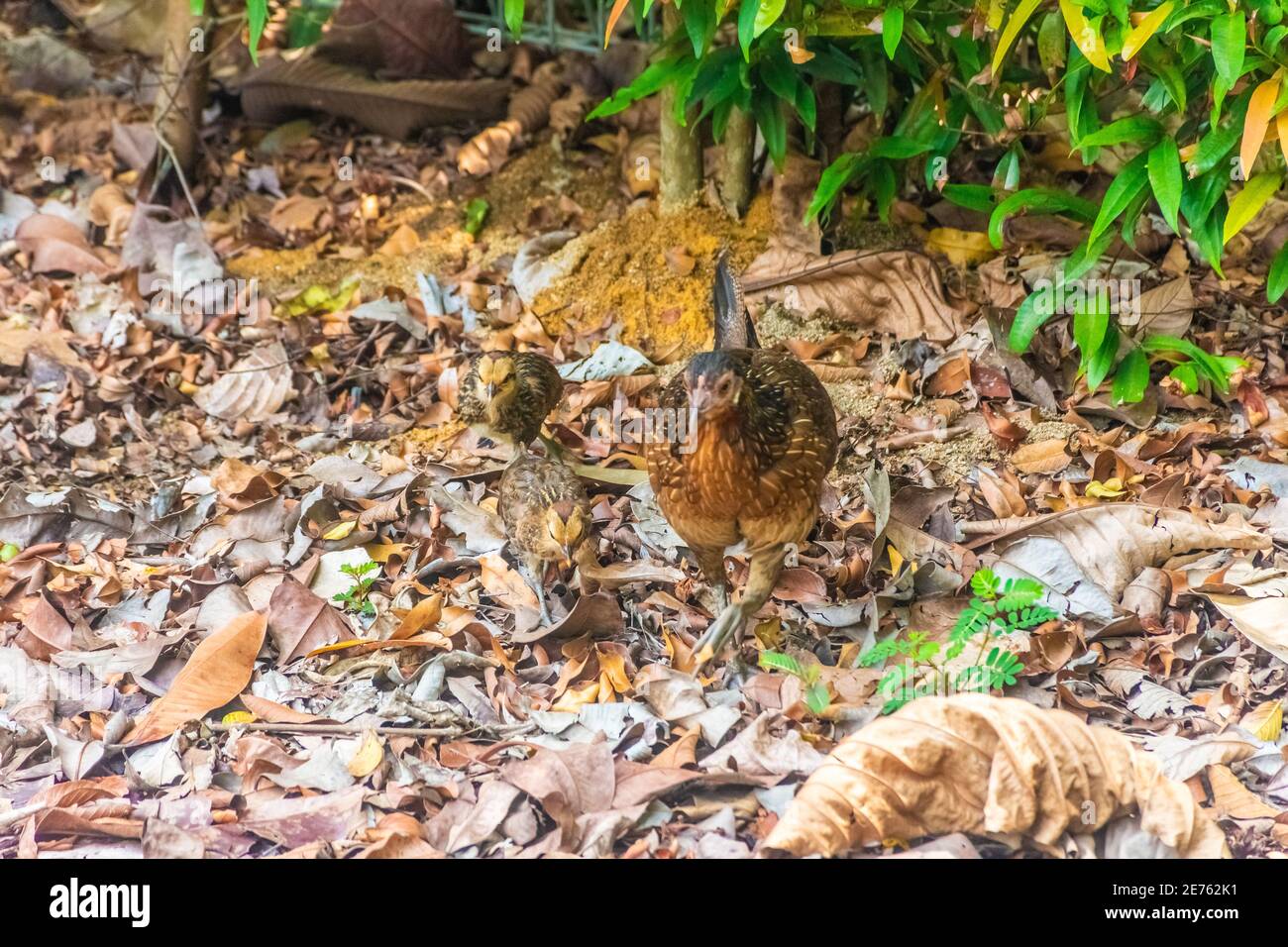 Chicken in singapore botanic gardens Stock Photo - Alamy