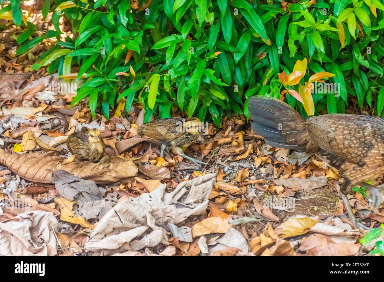 Chicken in singapore botanic gardens Stock Photo - Alamy