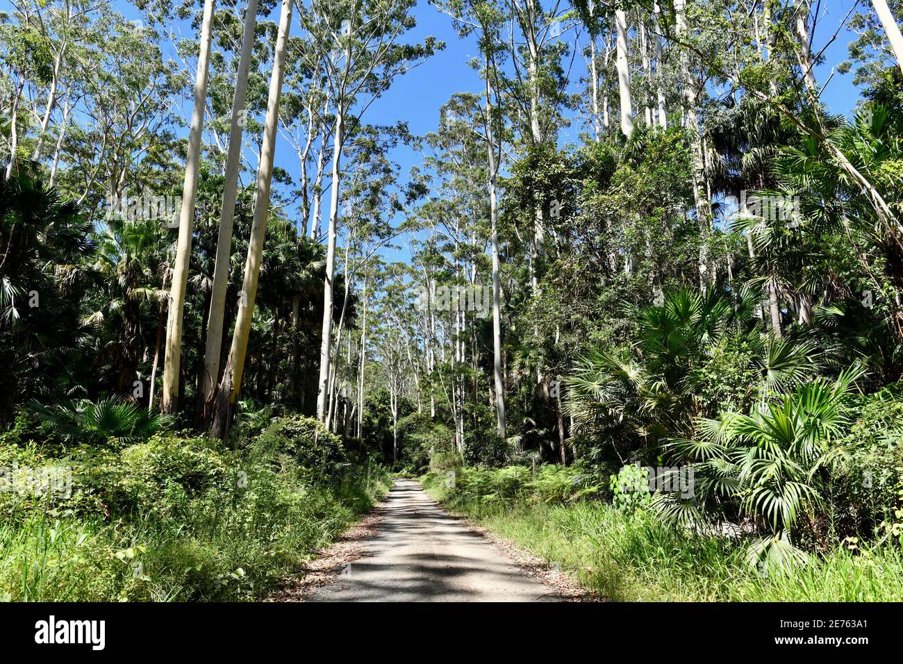 Dense vegetation hi-res stock photography and images - Alamy
