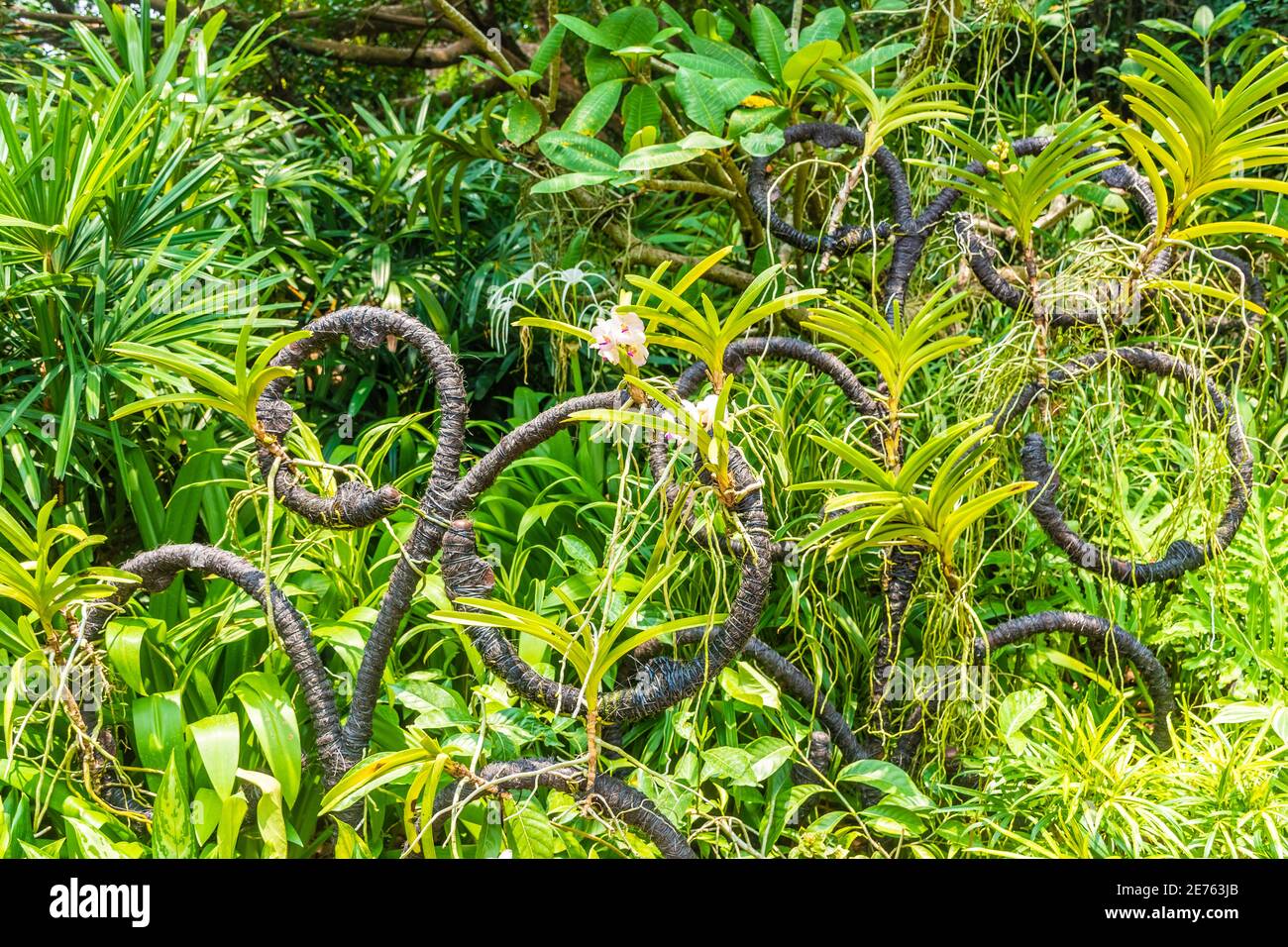 Beautiful vegetation in Singapore botanic gardens Stock Photo - Alamy
