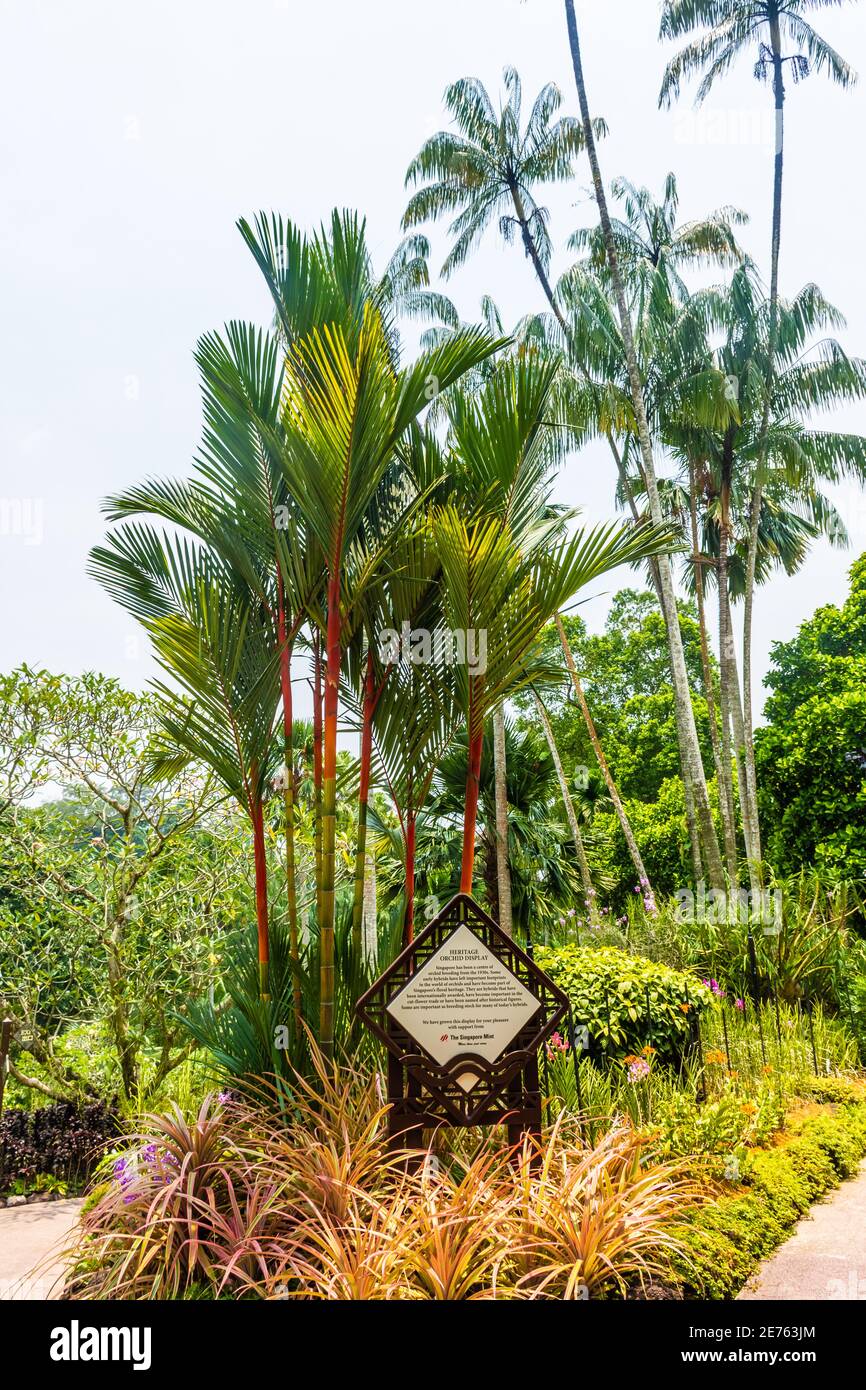 Beautiful vegetation in Singapore botanic gardens Stock Photo - Alamy