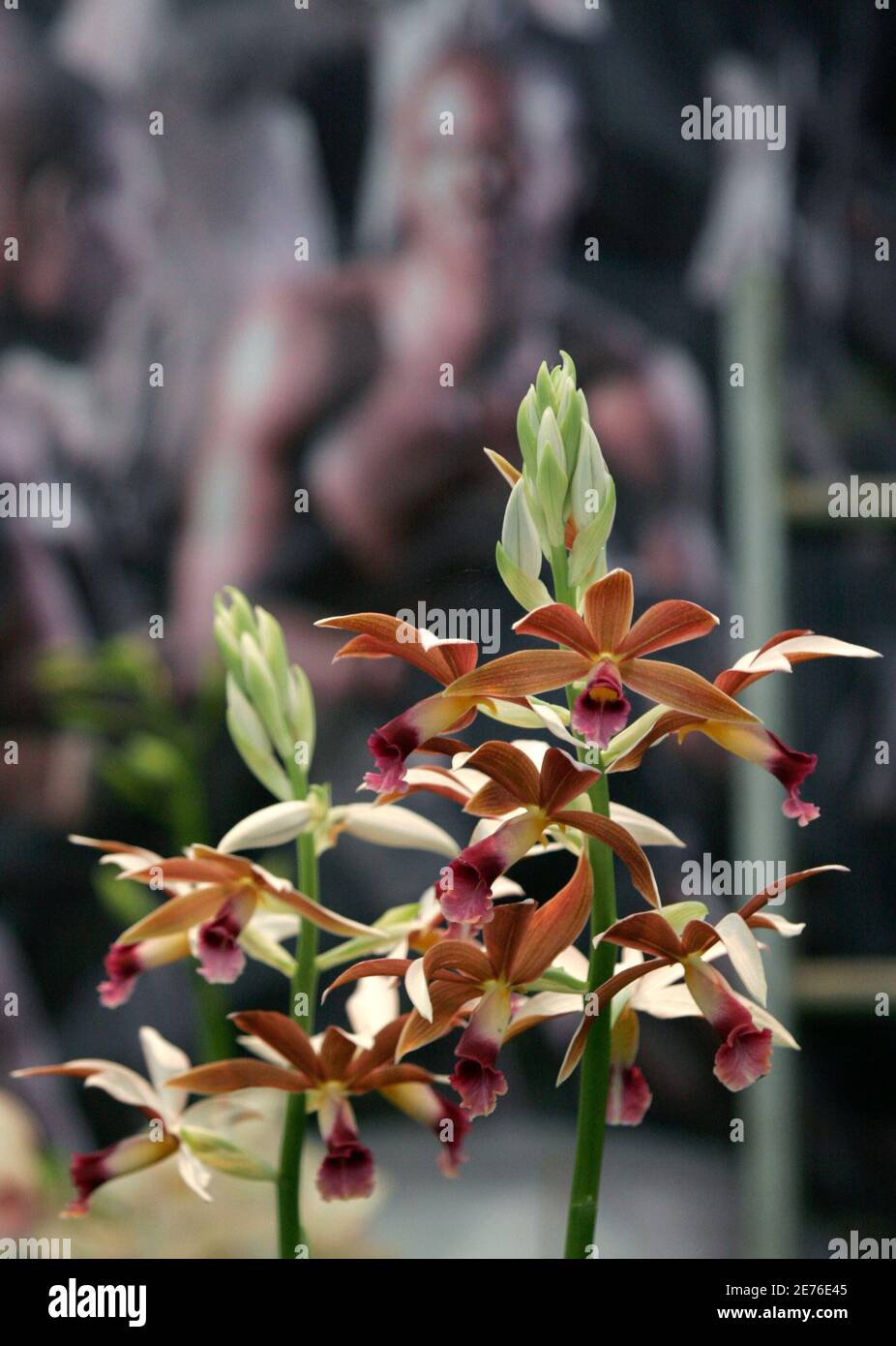 Phaius orchid hi-res stock photography and images - Alamy