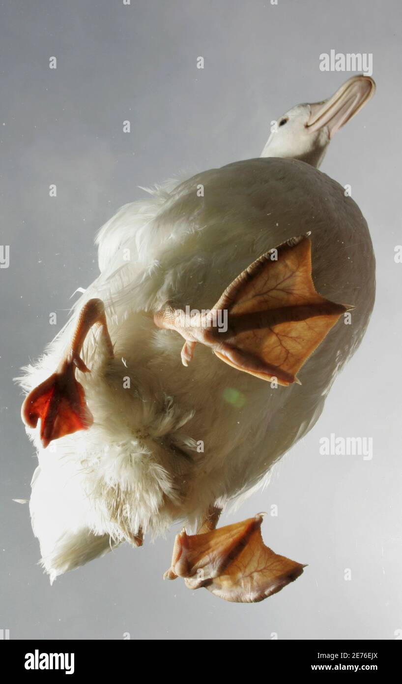 Four legged duck hi-res stock photography and images - Alamy