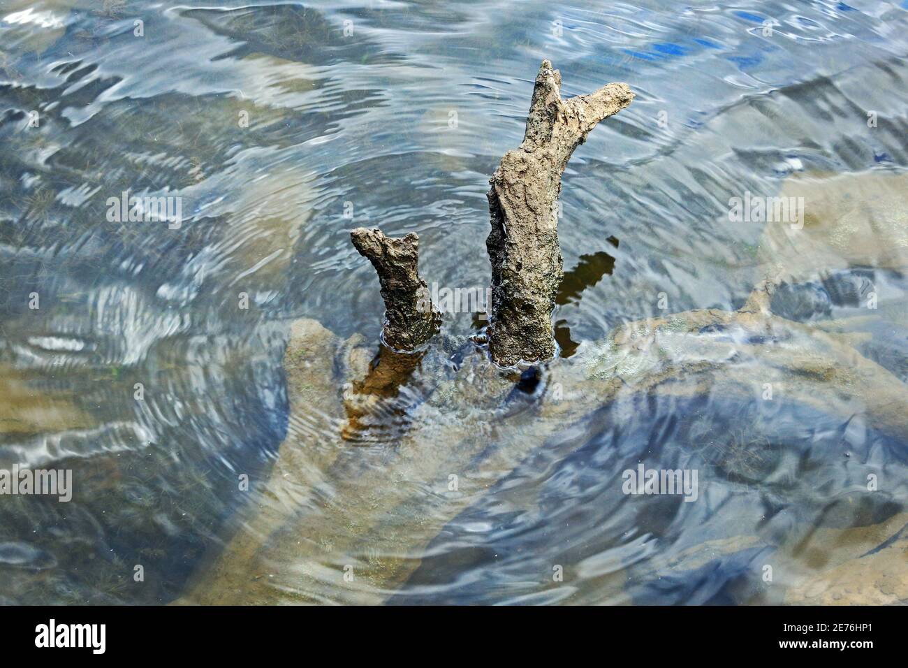 Tree branch under water hi-res stock photography and images - Alamy