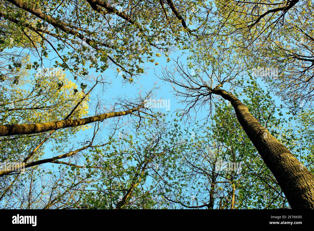 spring treetops with young green leaves and clear cloudless blue sky ...