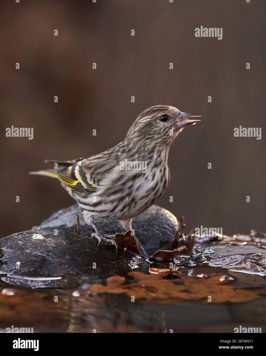 Pine Siskin (Spinus pinus), Sacramento County California drinking water ...