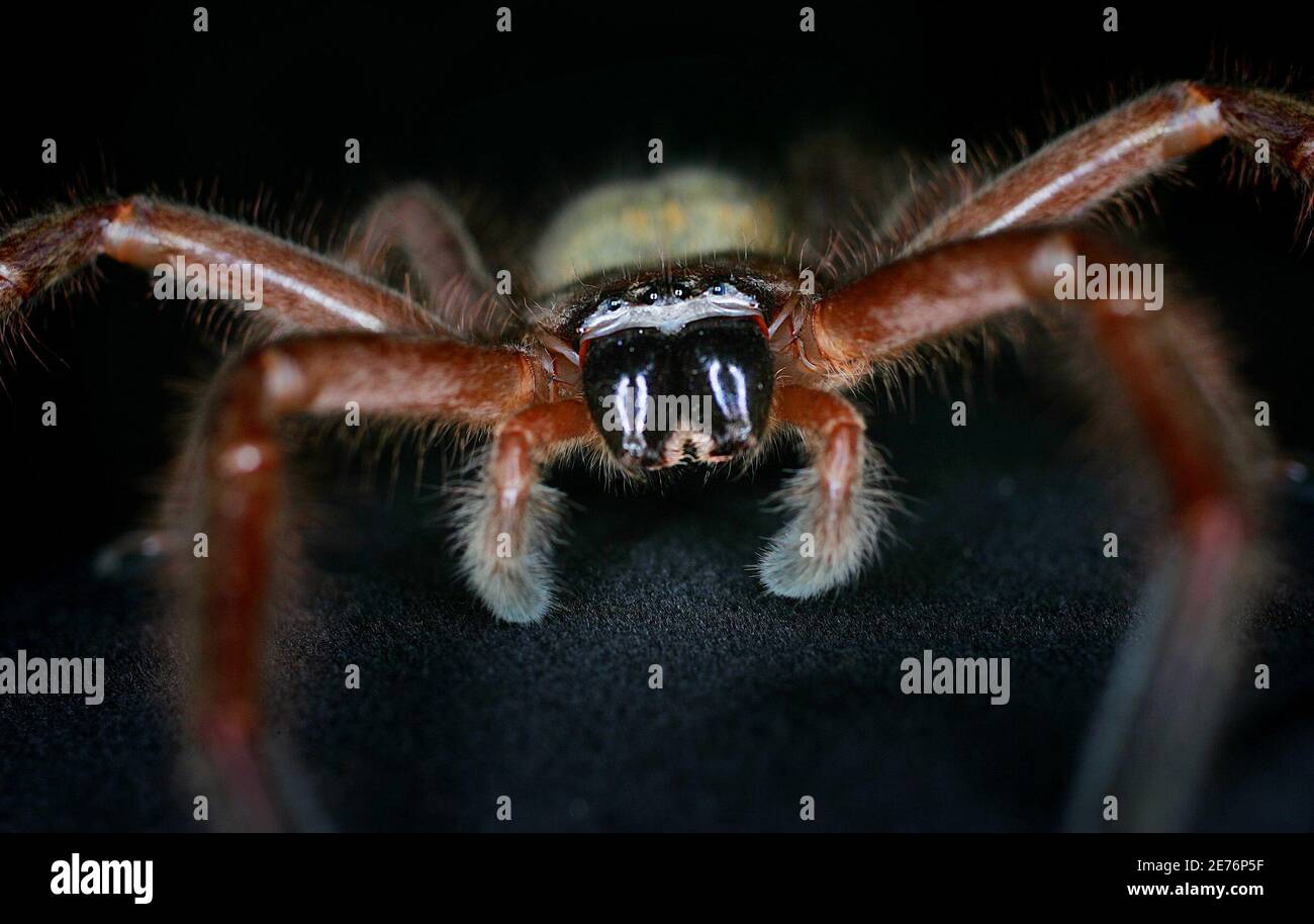 Female huntsman spider hi-res stock photography and images - Alamy