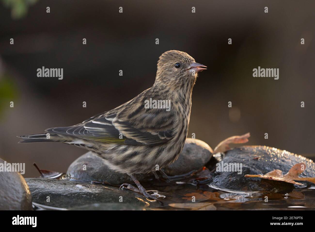 Pine Siskin (Spinus pinus), Sacramento County California drinking water ...