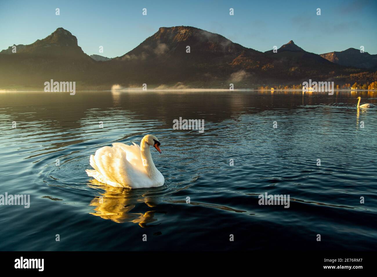 In the morning, the beautiful sun shines on the swan and the poultry ...