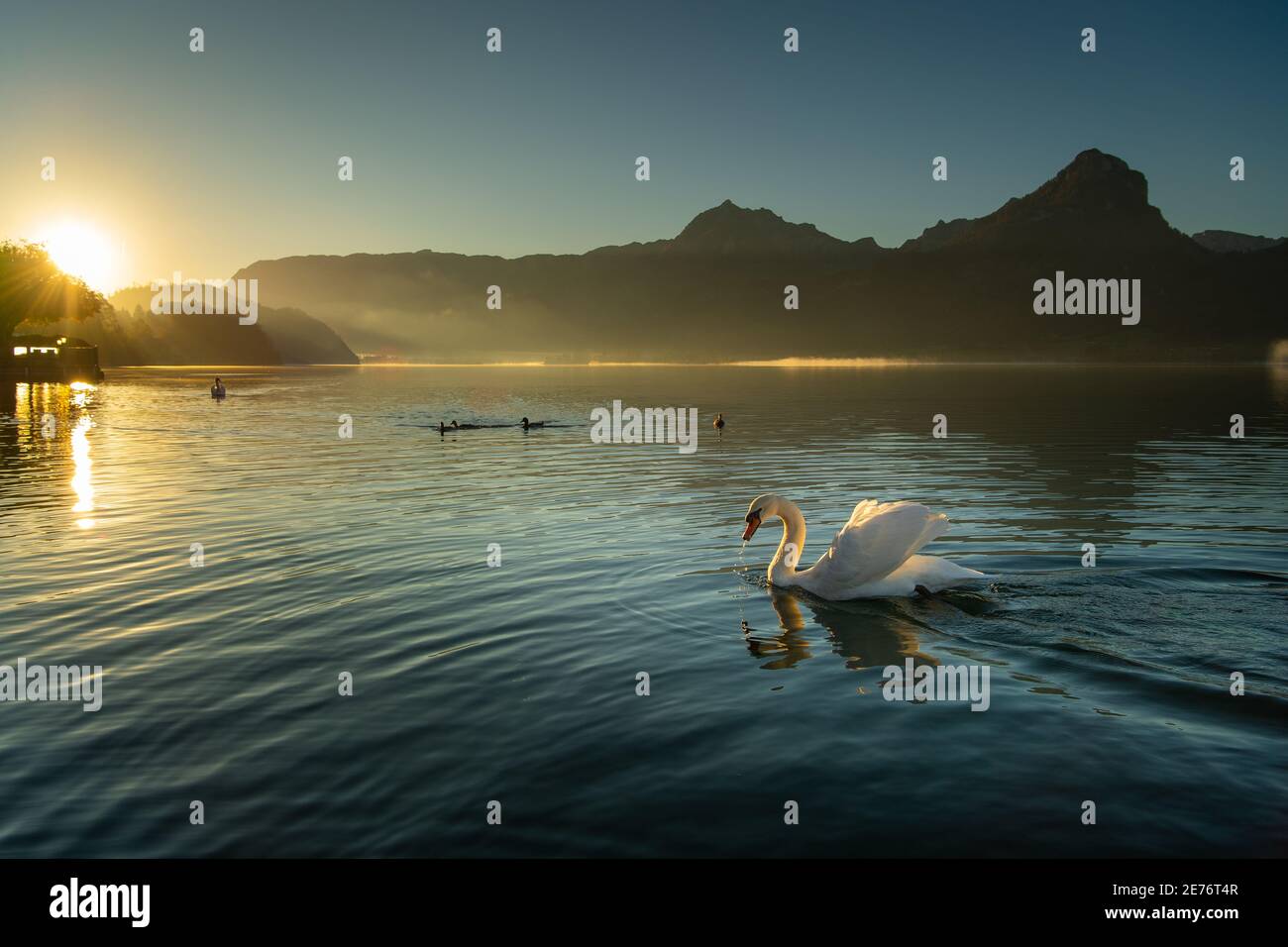 In the morning, the beautiful sun shines on the swan and the poultry ...