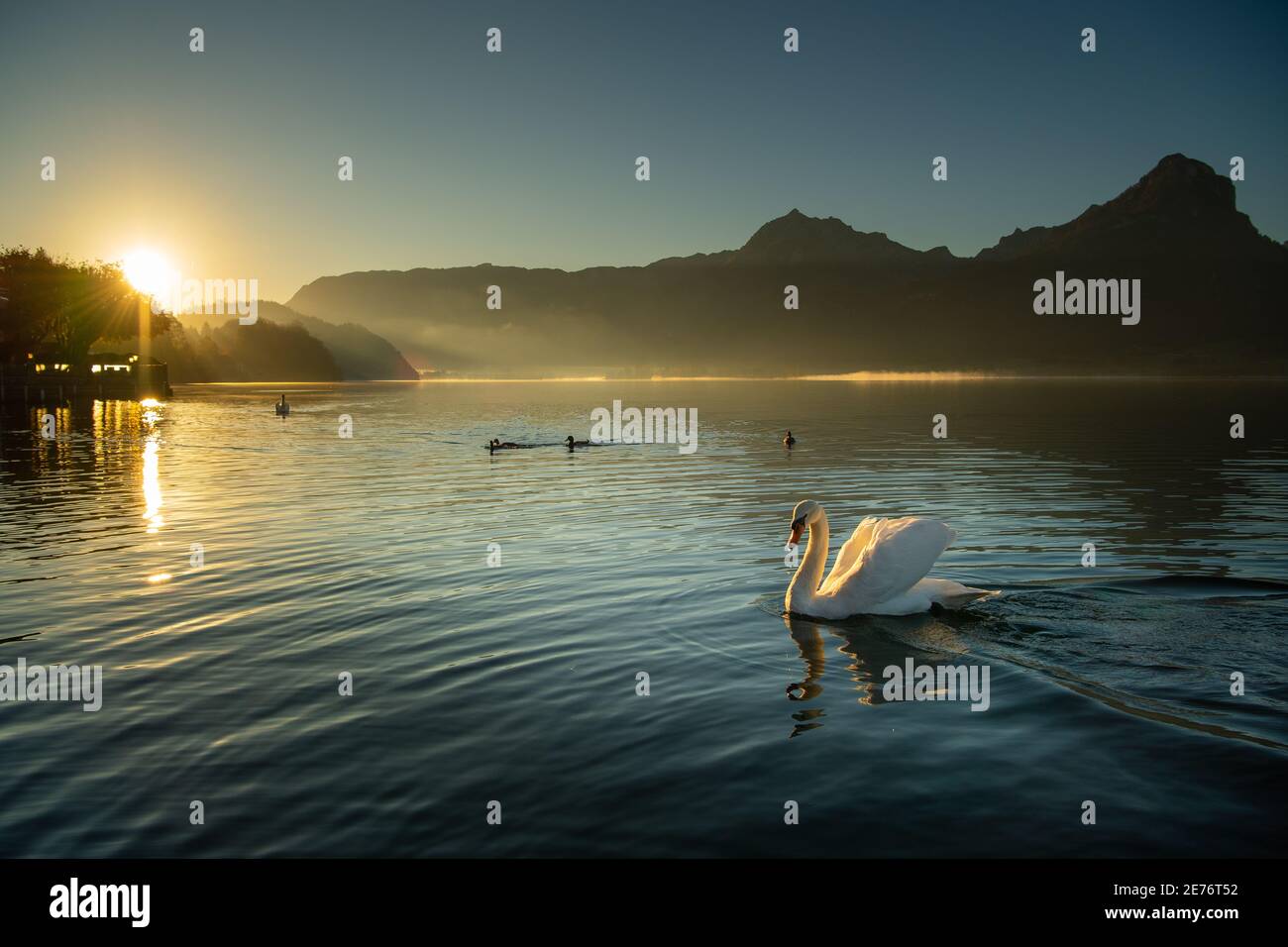 In the morning, the beautiful sun shines on the swan and the poultry ...