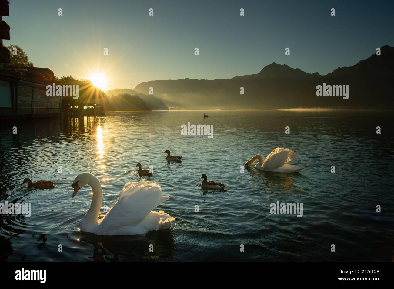 In the morning, the beautiful sun shines on the swan and the poultry ...