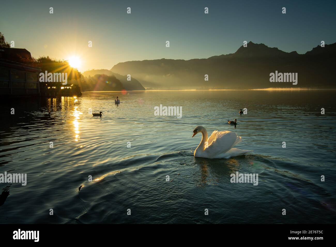 In the morning, the beautiful sun shines on the swan and the poultry ...