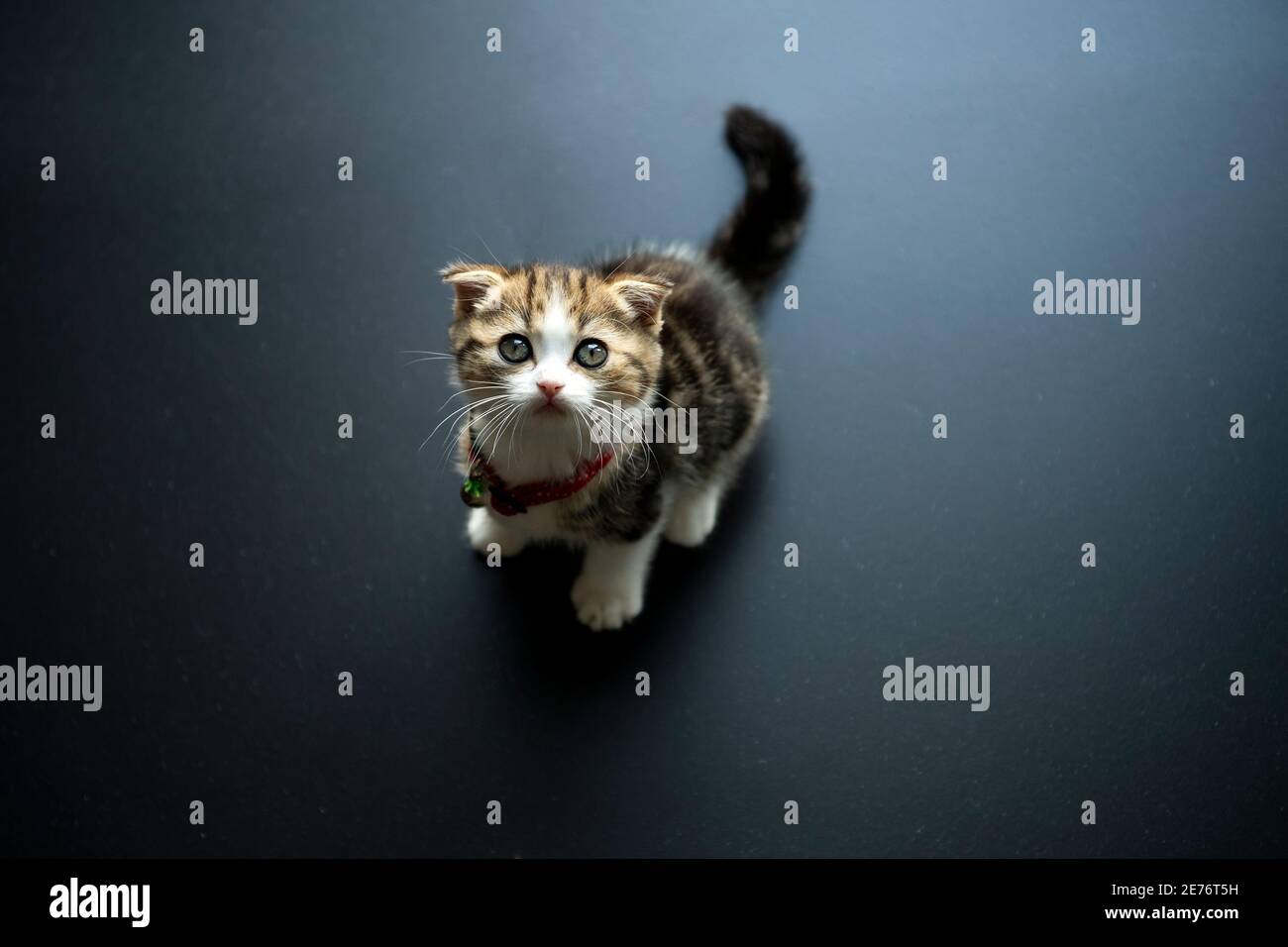 Three-color Scottish Fold Kitten Sitting on a black floor and looking ...