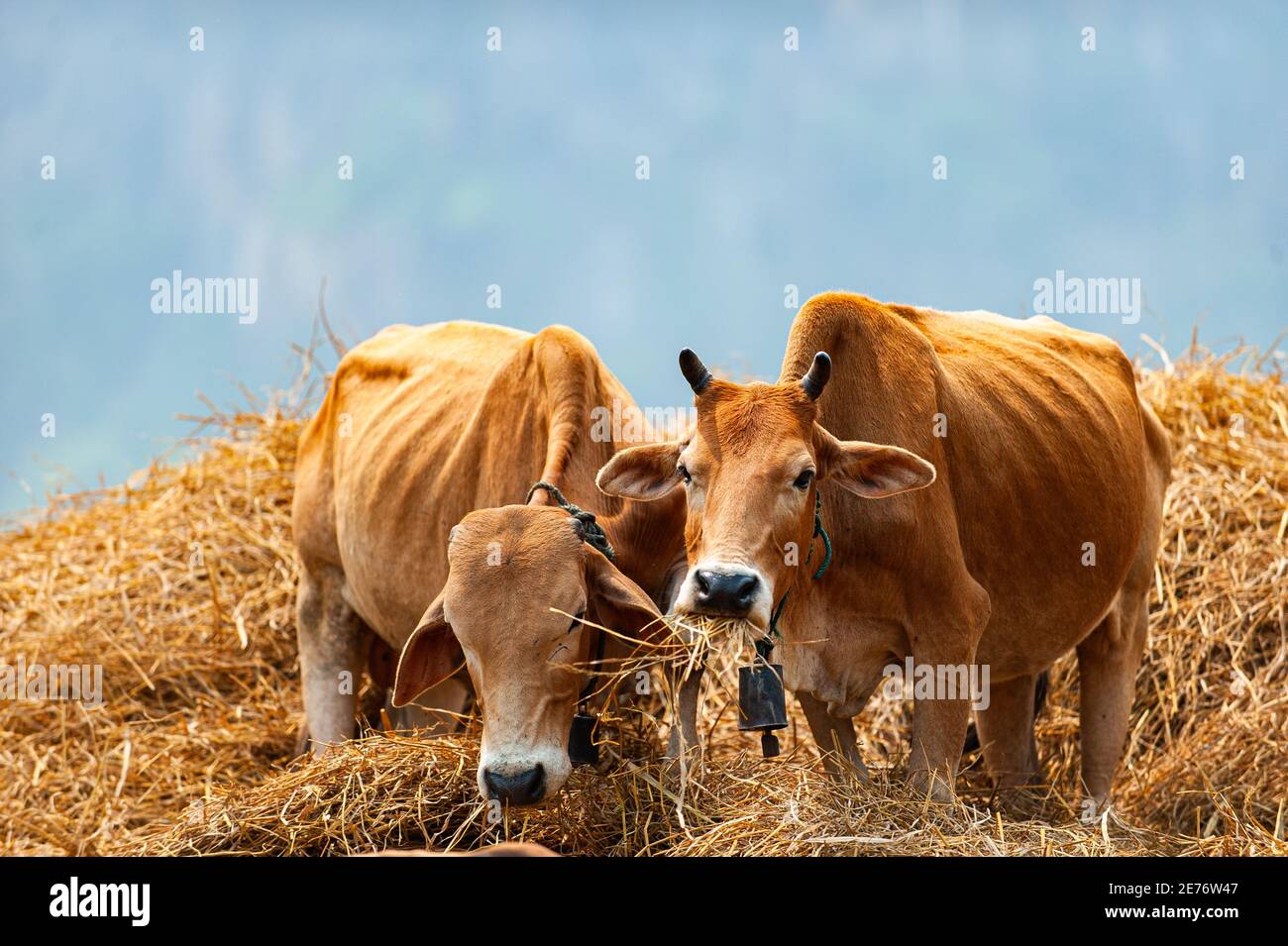 Buffalo eating hay hi-res stock photography and images - Alamy