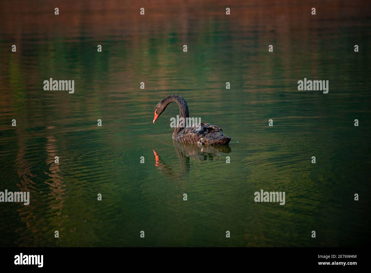 Swan grebe hi-res stock photography and images - Alamy