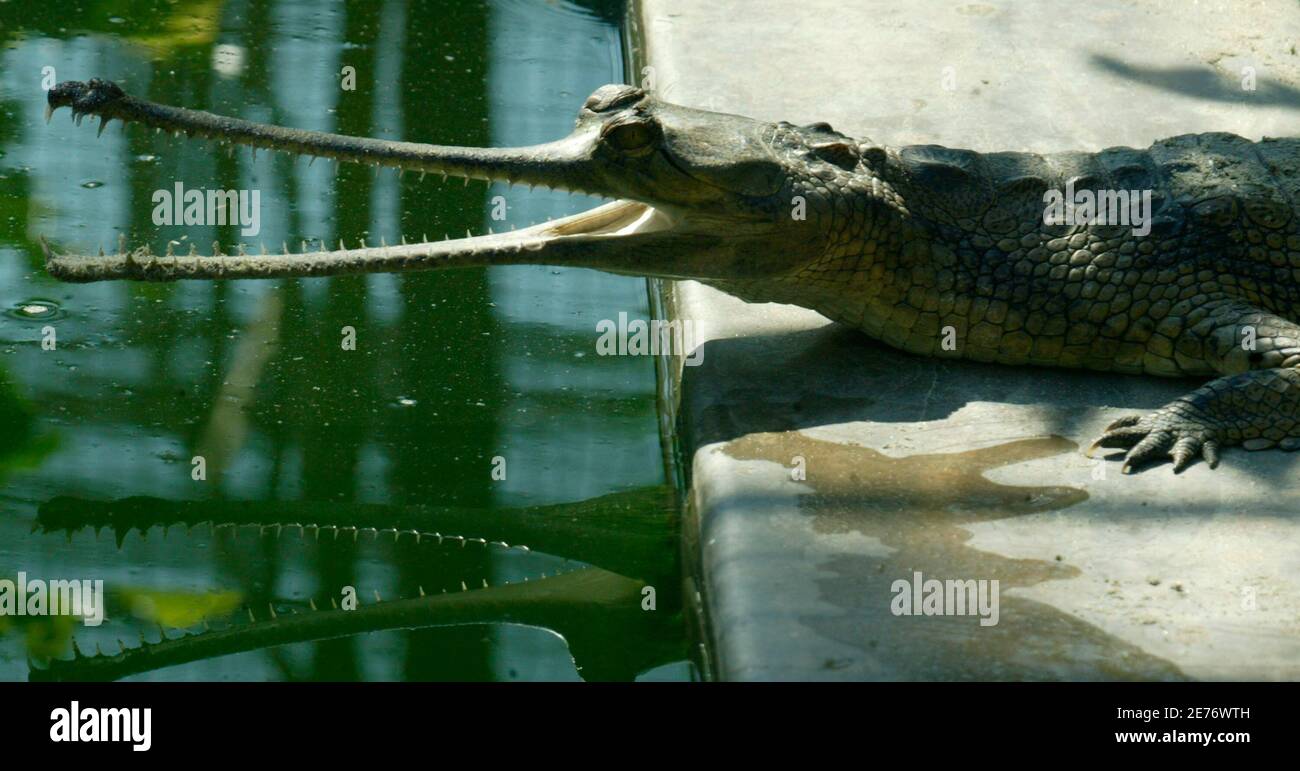 Enclosure of gharial hi-res stock photography and images - Alamy
