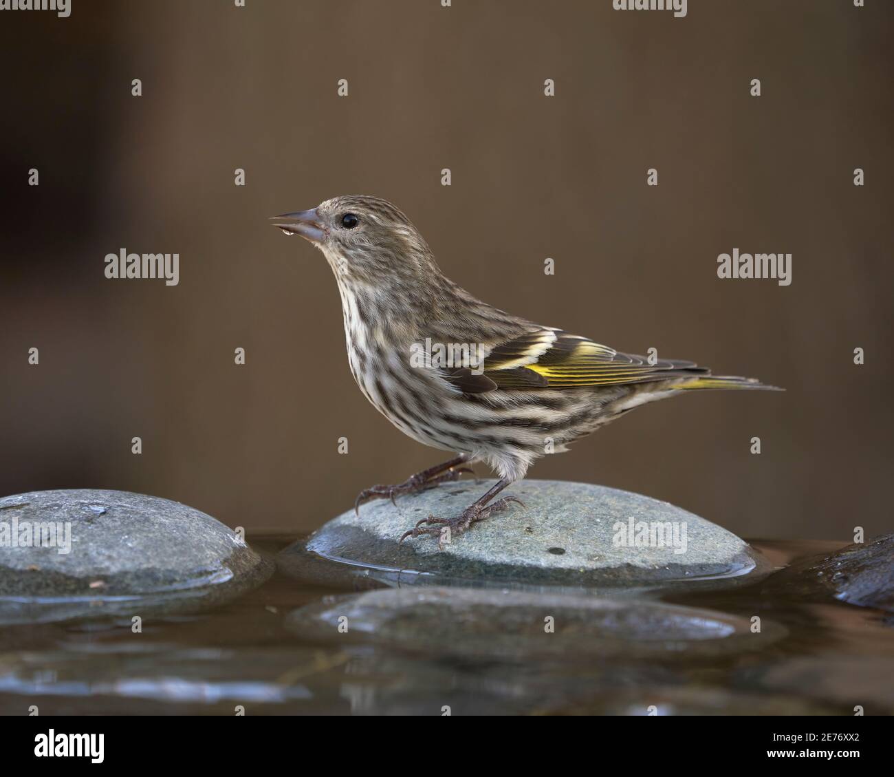 Pine Siskin (Spinus pinus), Sacramento County California drinking water ...