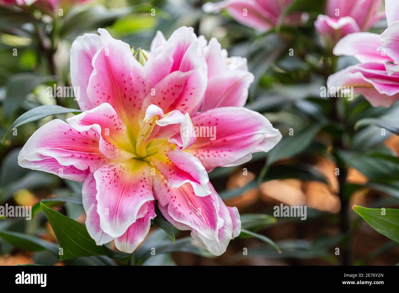 Beautiful lilies flower in garden at spring day Stock Photo - Alamy