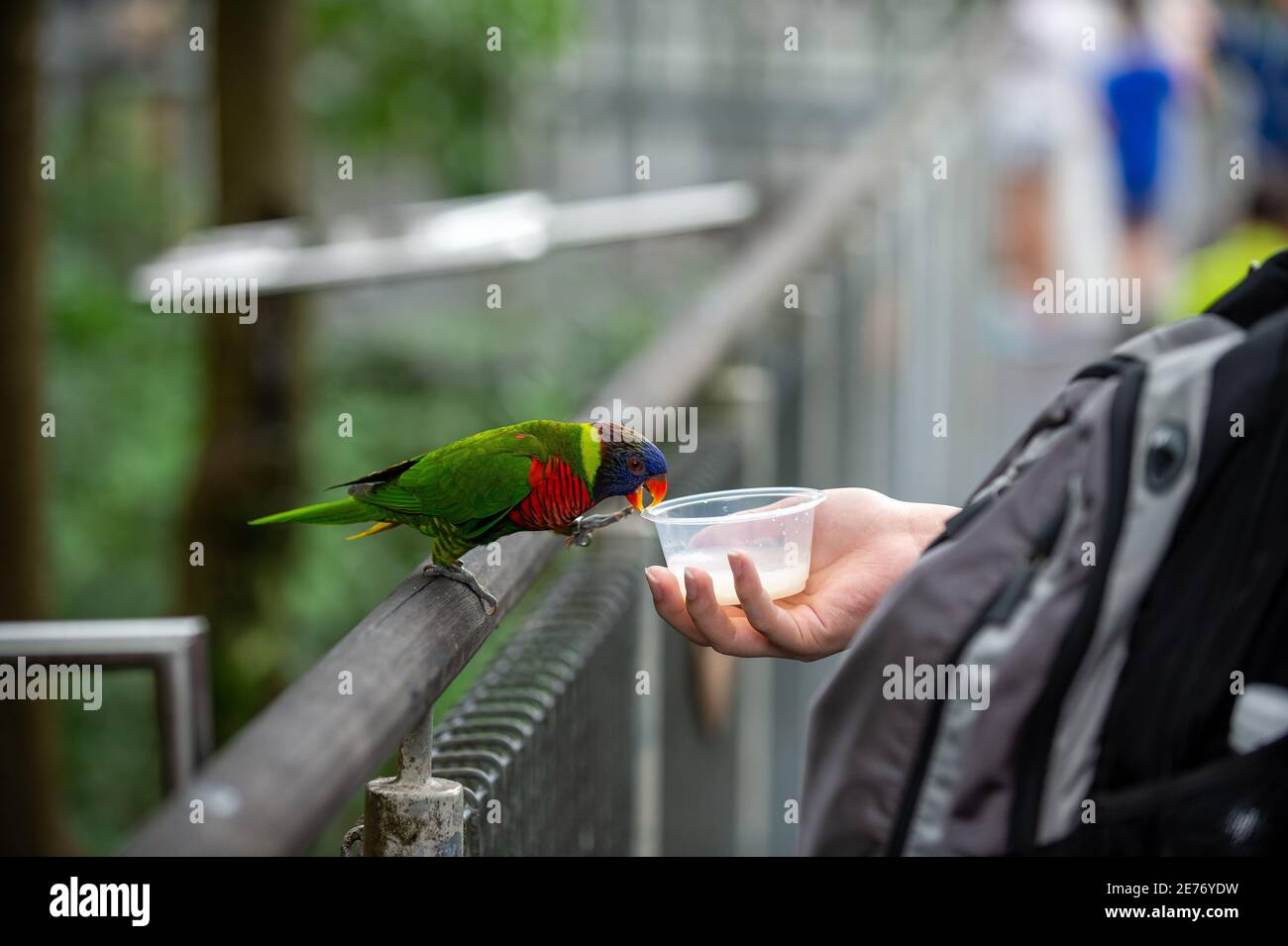 Plastic parrot hi-res stock photography and images - Alamy