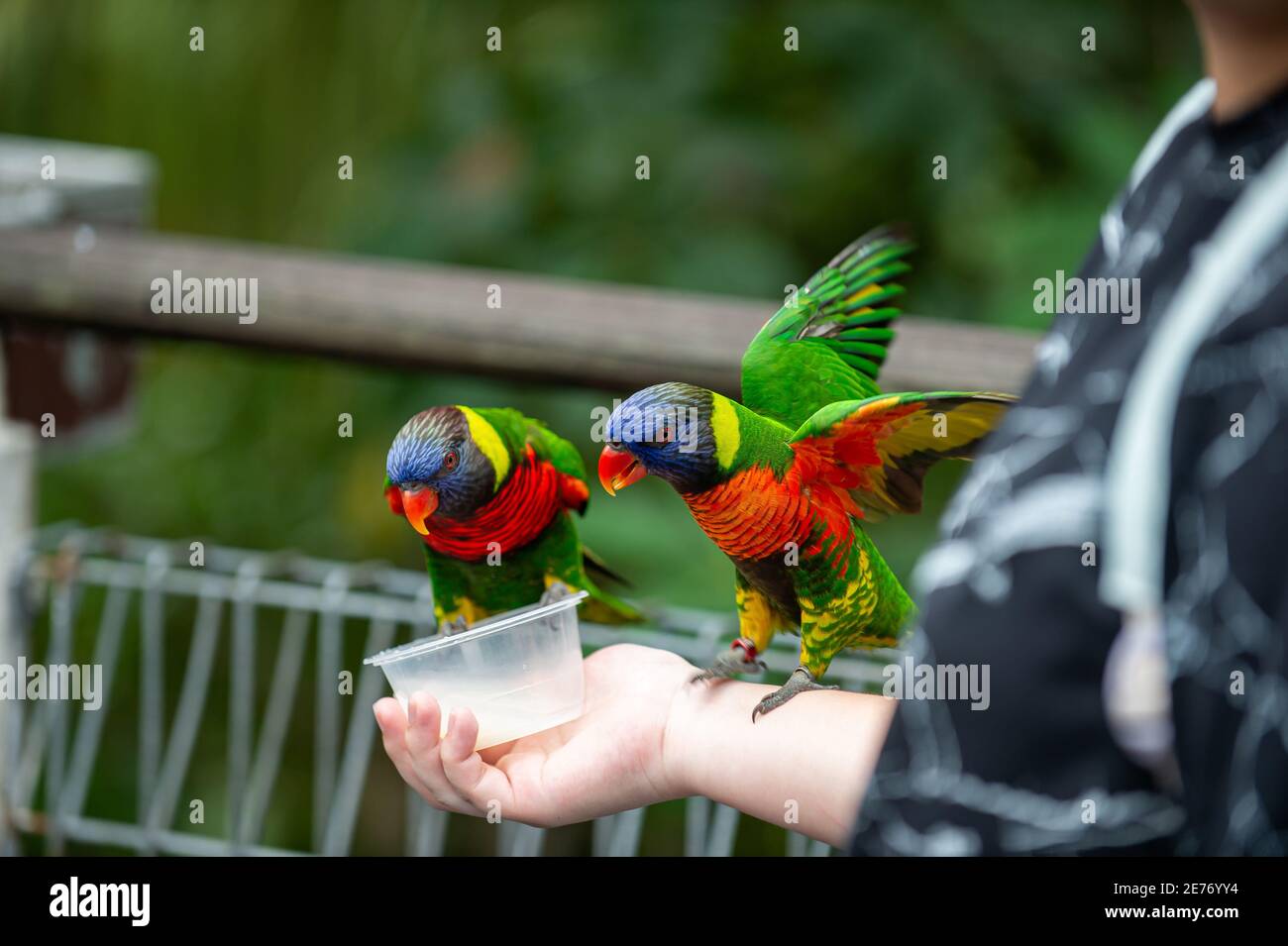 Plastic Parrot High Resolution Stock Photography and Images - Alamy