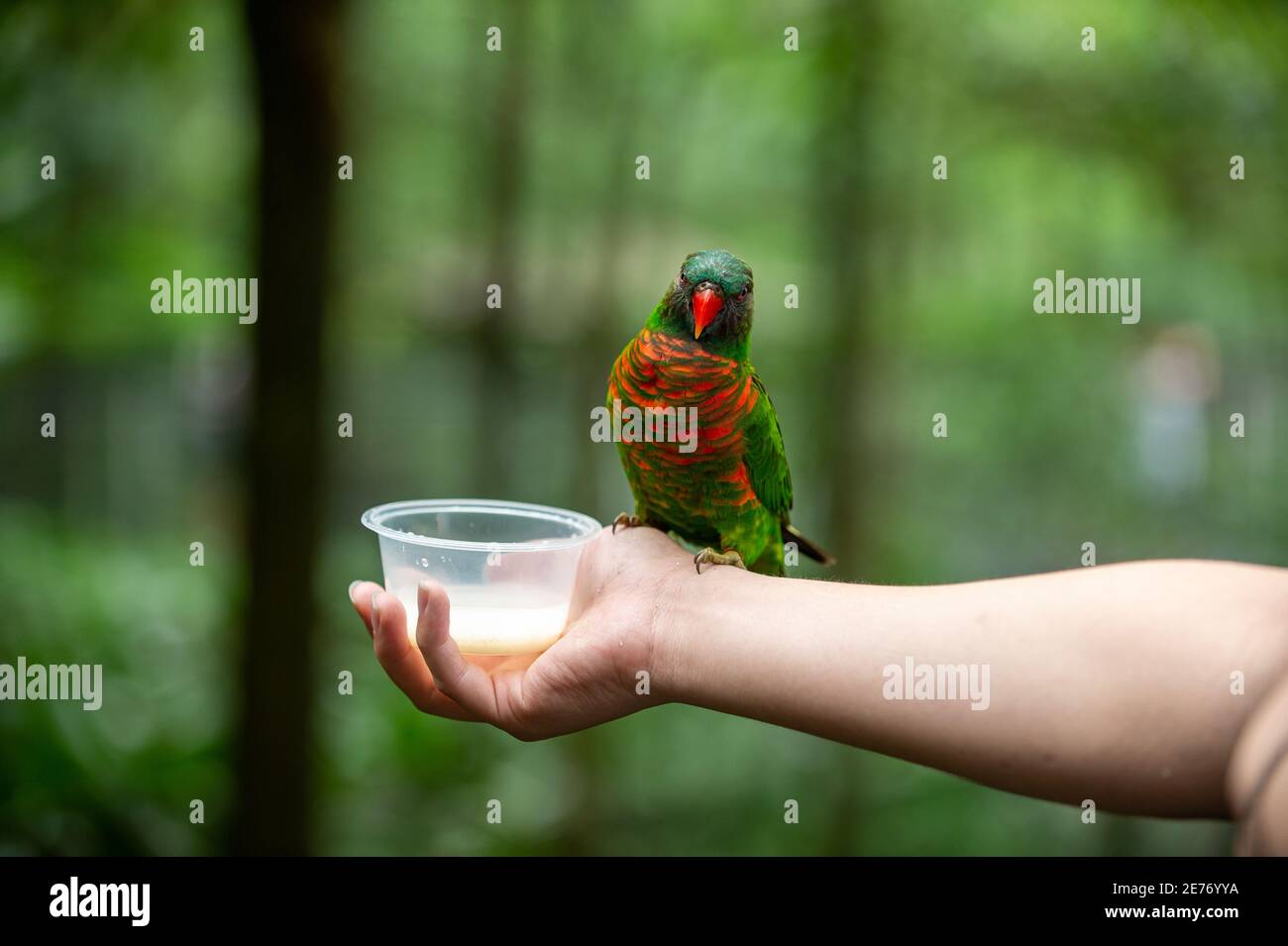 Plastic parrot hi-res stock photography and images - Alamy