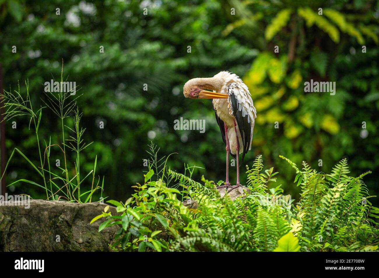 The painted stork (Mycteria leucocephala) has a yellow beak and long ...