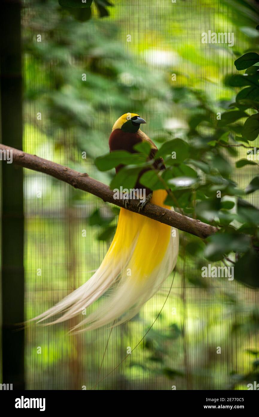 Lesser Bird Of Paradise Flying