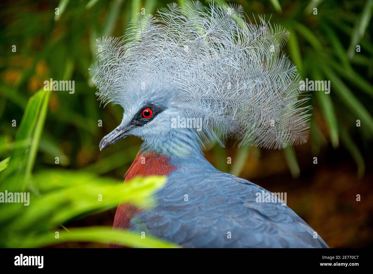Victoria crowned pigeon, Victoria goura; Scientific name: Goura ...