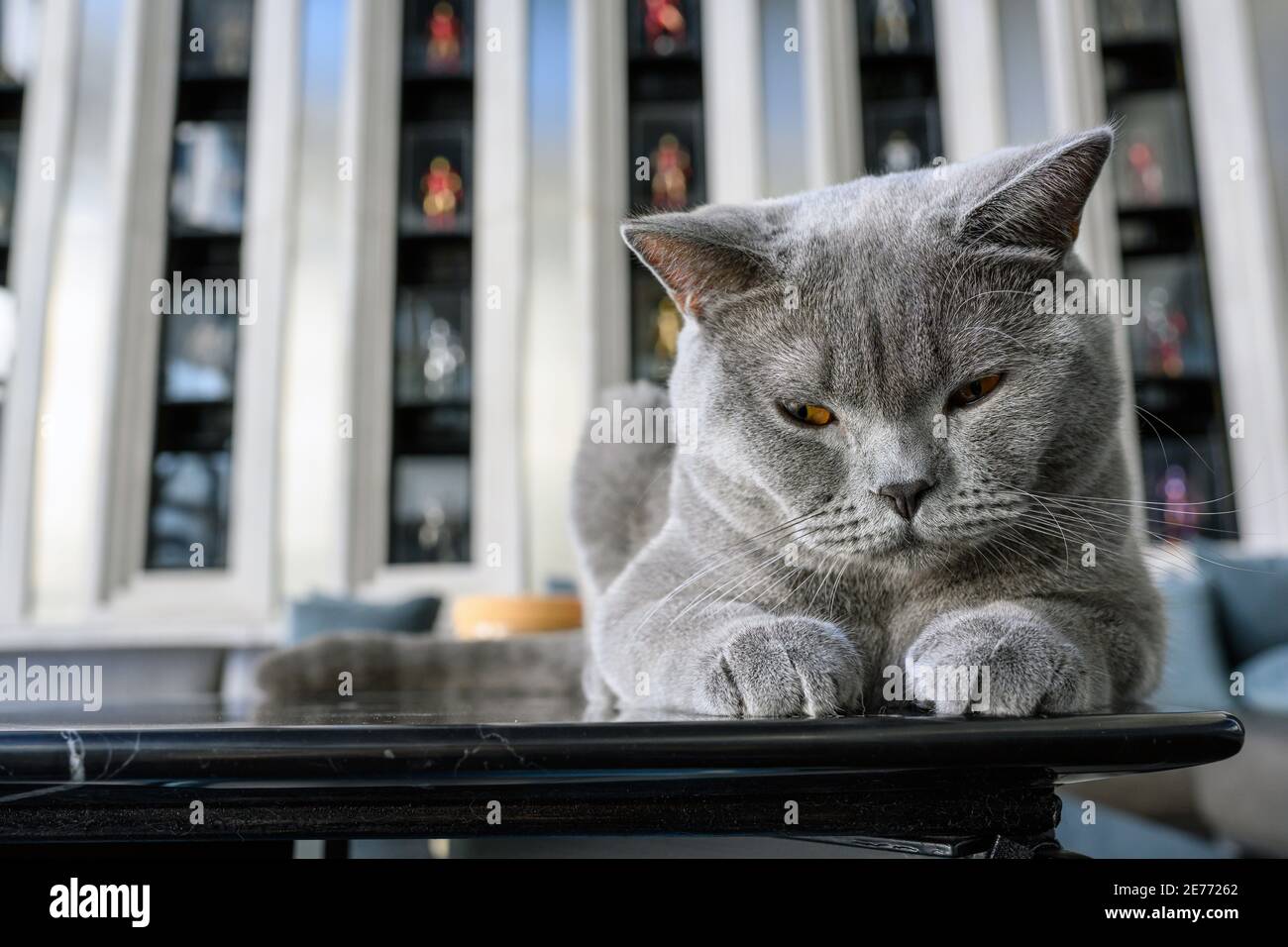British Shorthair Blue Grey Color Was Sitting On The Black Table In The