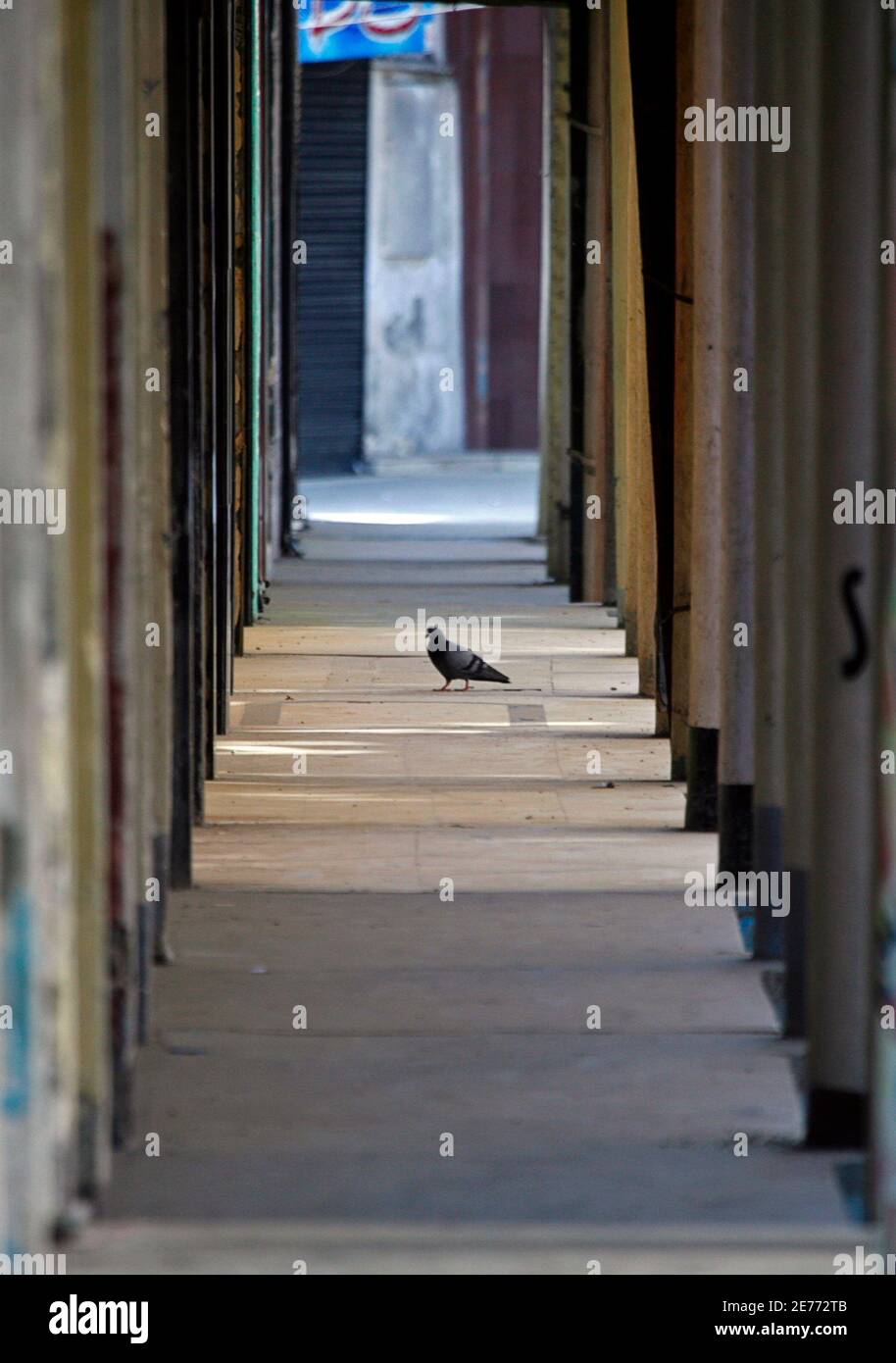 Pigeon strike hi-res stock photography and images - Alamy