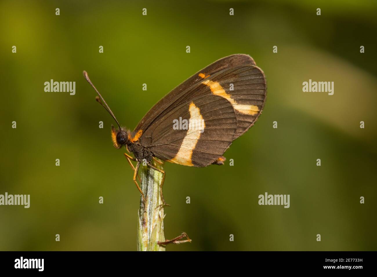 Elf Butterfly, Microtia elva, Nymphalidae. Ventral view Stock Photo - Alamy