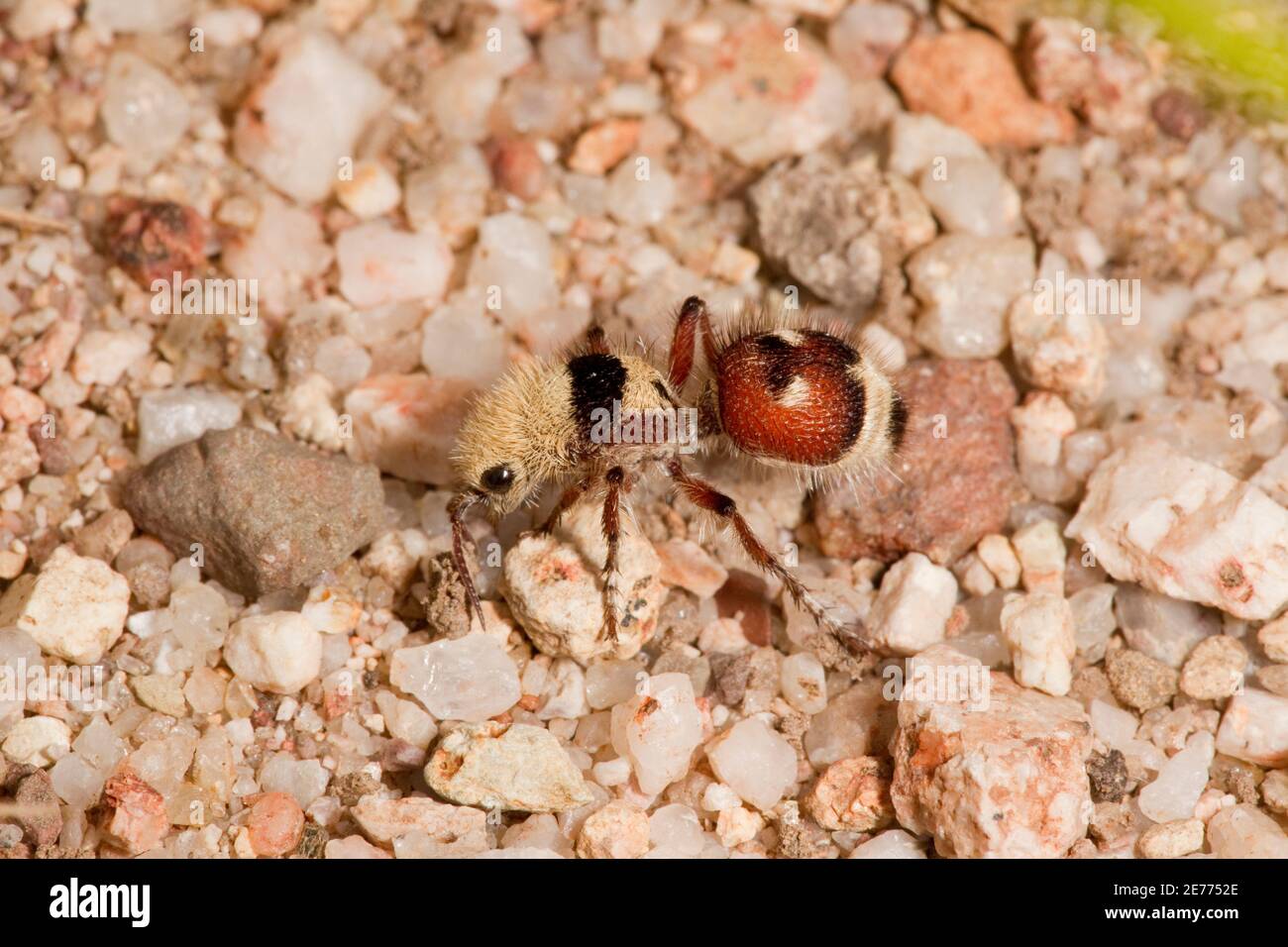 Velvet Ant female, Dasymutilla asteria, Mutillidae. Length 16 mm Stock ...