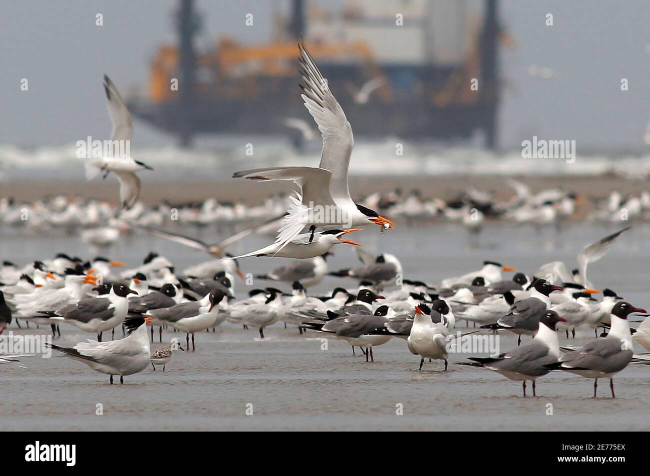 Bp oil spill bird hi-res stock photography and images - Alamy