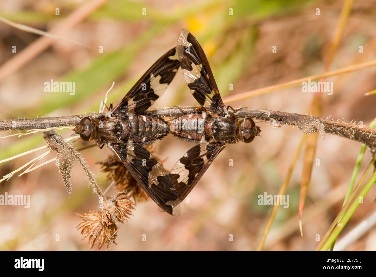 Bee Fly male and female mating, Exoprosopa dorcadion, Bombyliidae Stock ...