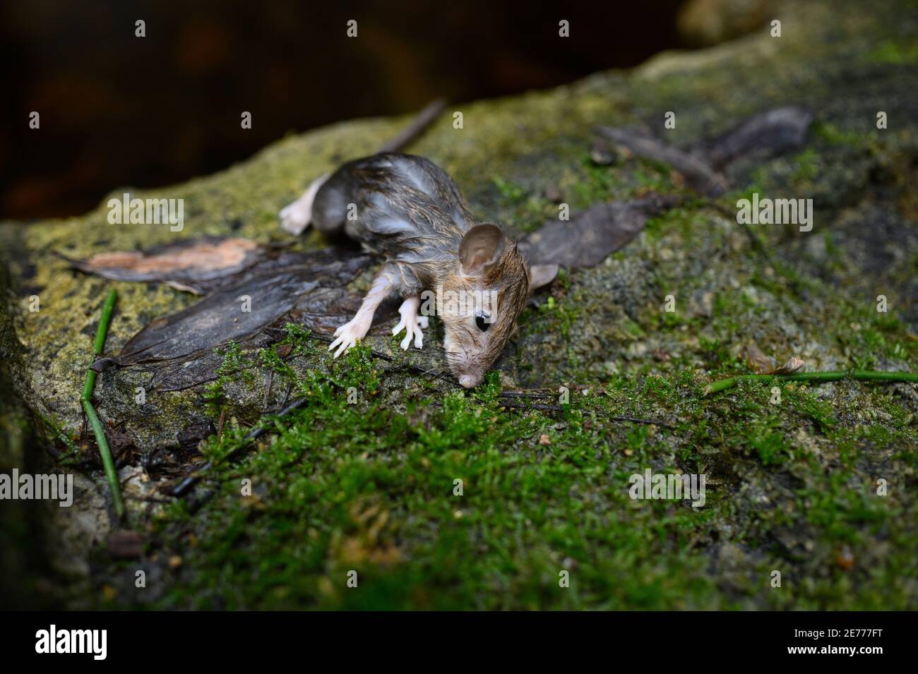 Depressing wildlife hi-res stock photography and images - Alamy