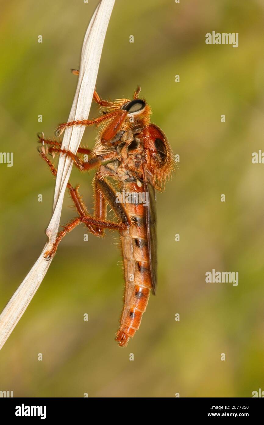 Robber Fly male, Scleropogon picticornis, Asilidae Stock Photo - Alamy
