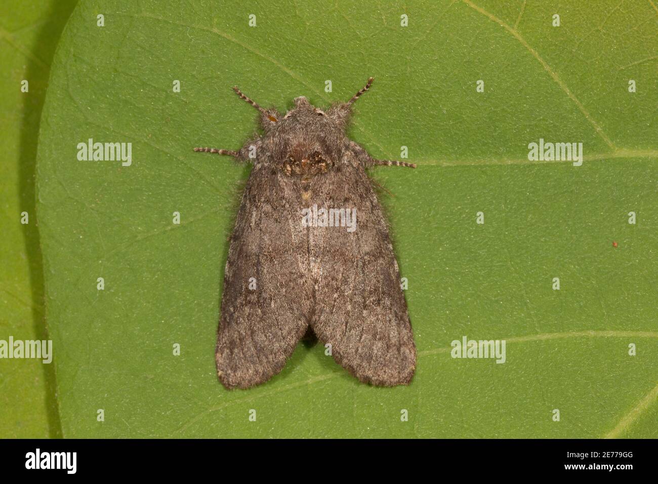 Notodontidae hi-res stock photography and images - Alamy