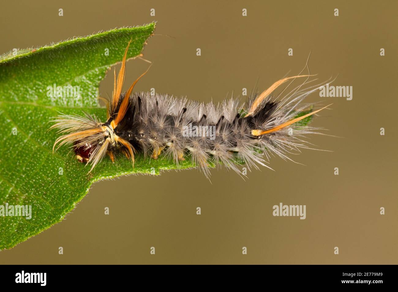 Hackberry caterpillar hi-res stock photography and images - Alamy