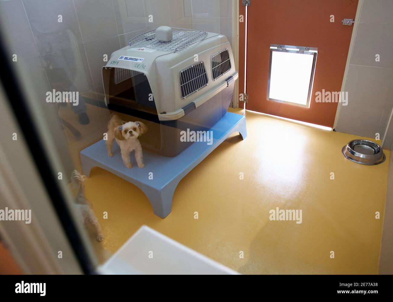 How Long Do Dogs Need To Be Quarantined In Singapore