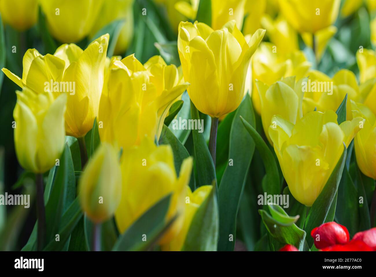 Colorful tulips on a windy spring day Stock Photo - Alamy