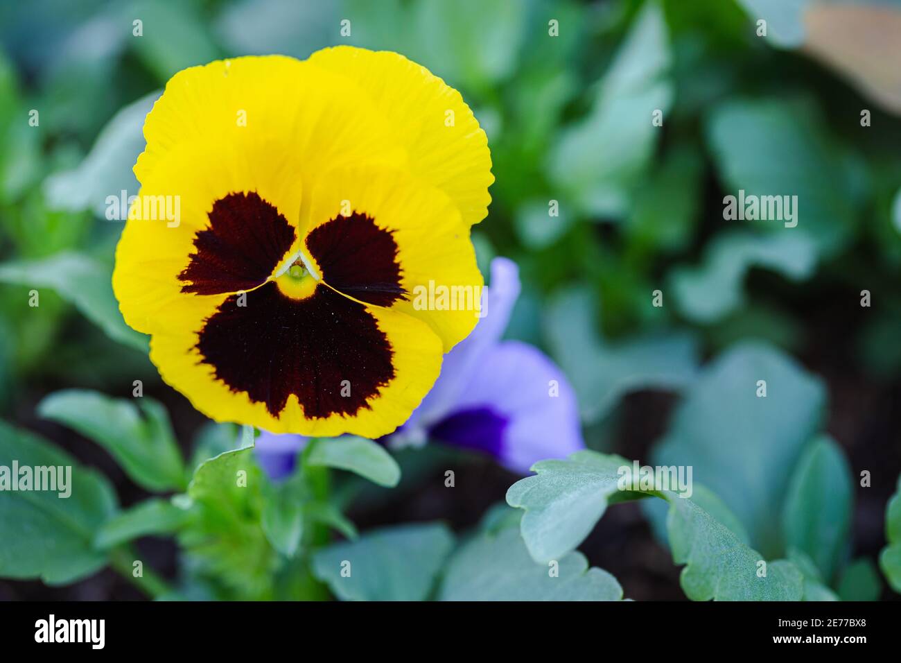 Viola flower in the garden at sunny summer or spring day Stock Photo ...