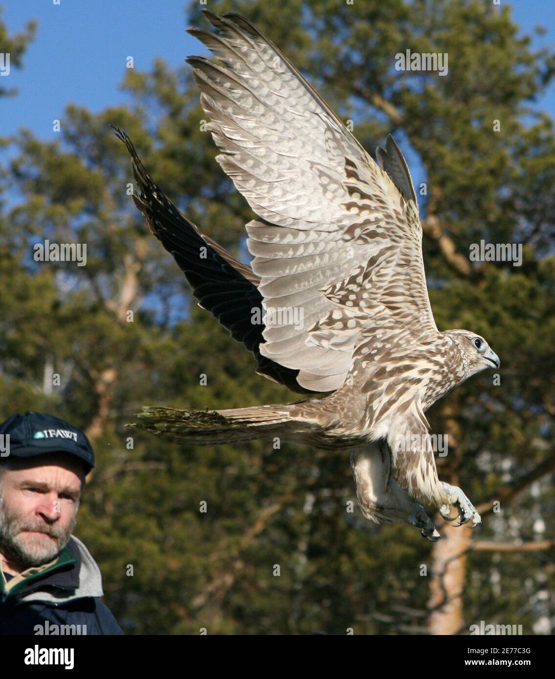 Saker falcon russia hi-res stock photography and images - Alamy
