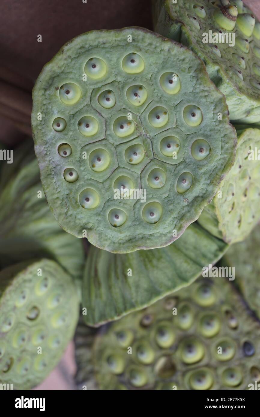 lotus seed pods Stock Photo - Alamy