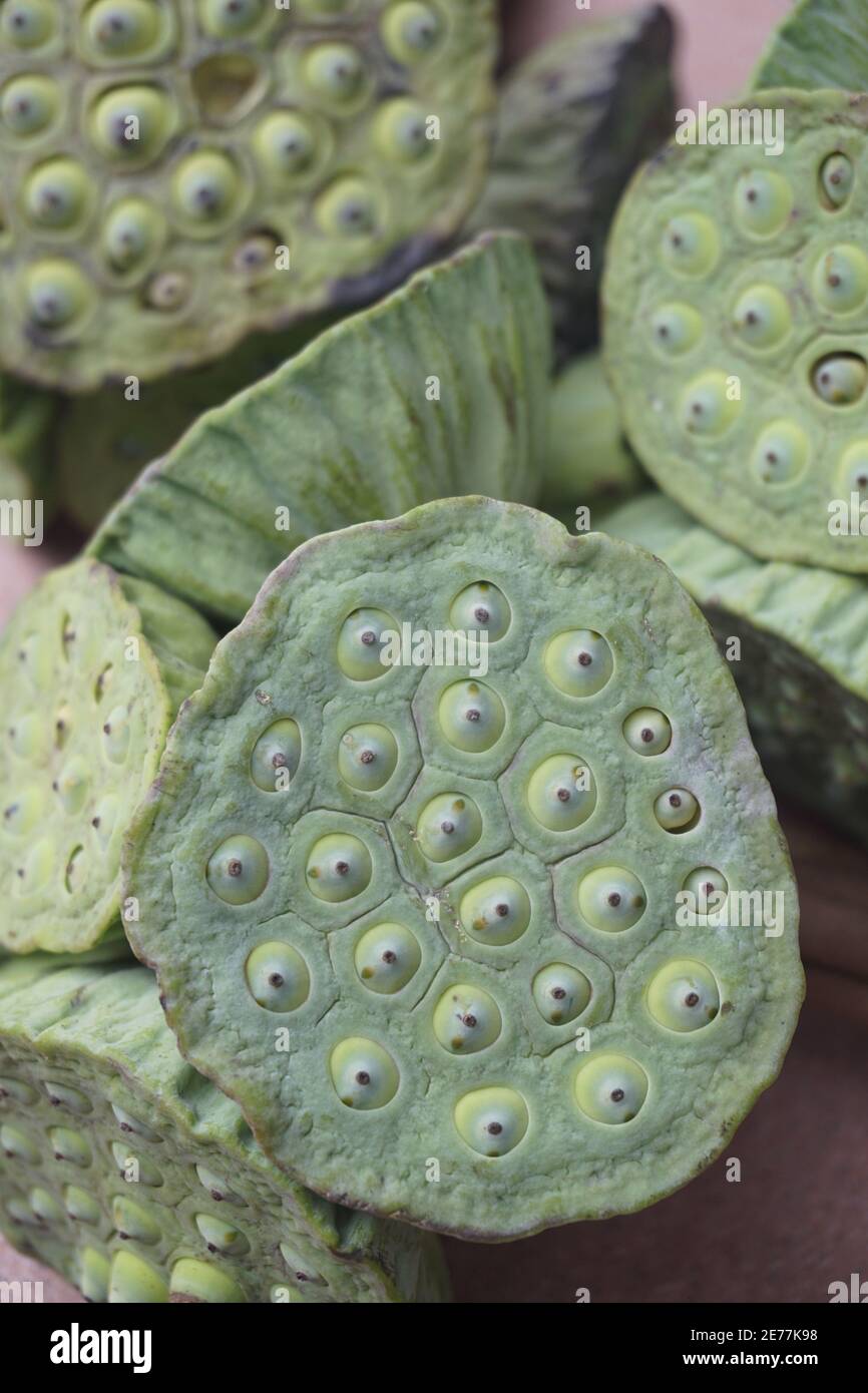Lotus pods hi-res stock photography and images - Alamy