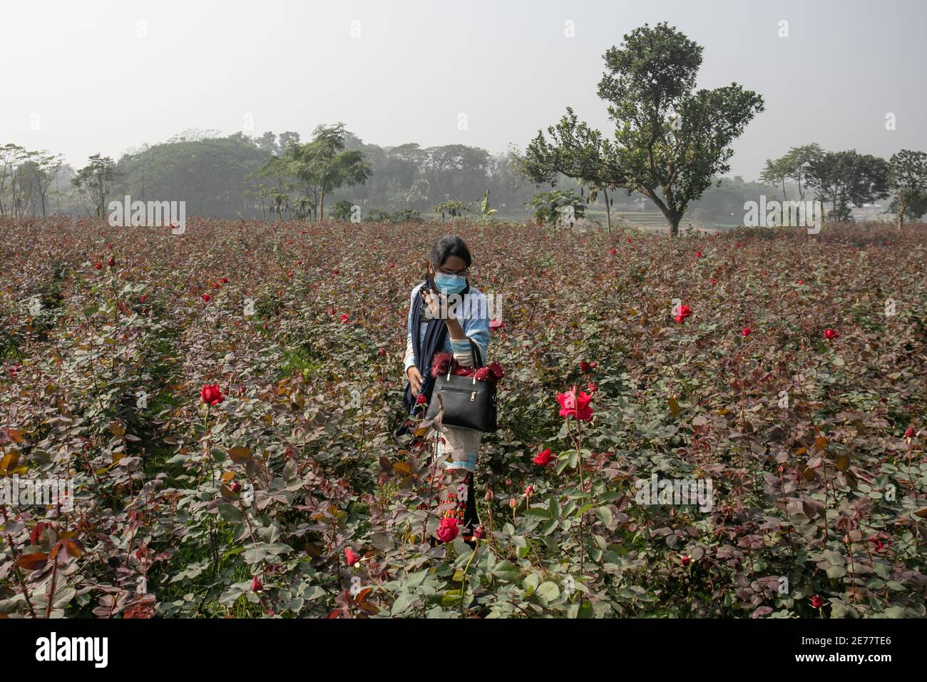 Dhaka, Bangladesh. 26th Jan, 2021. A visitor walks at a flower field in ...