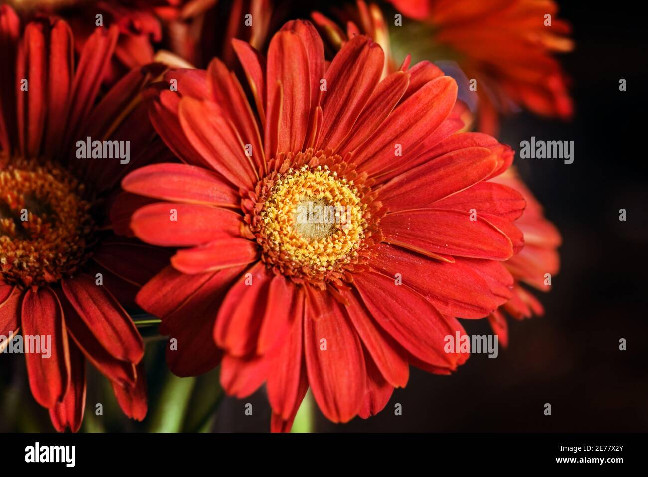 Deep red brown color hi-res stock photography and images - Alamy