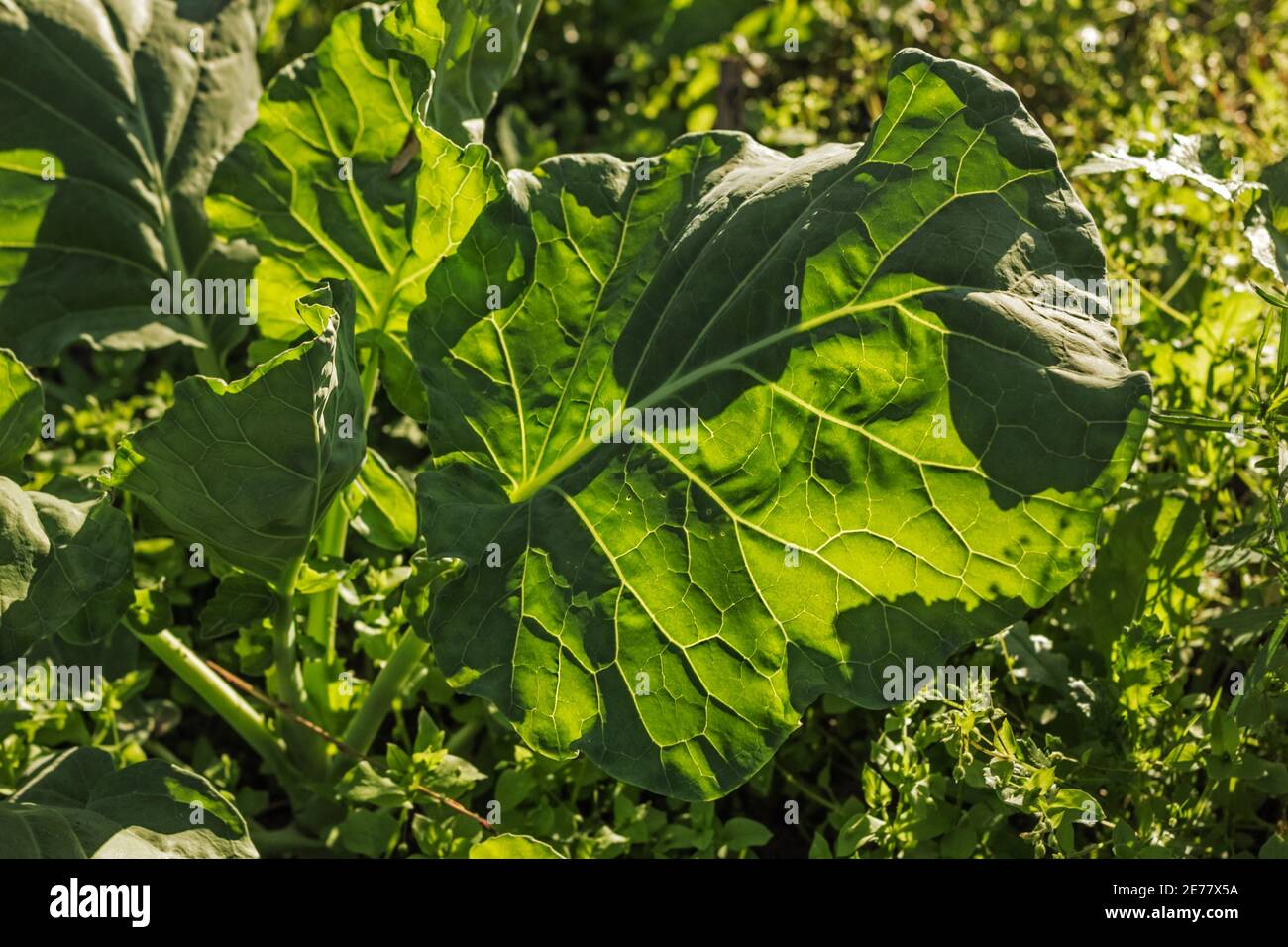 Real life texture hi-res stock photography and images - Alamy