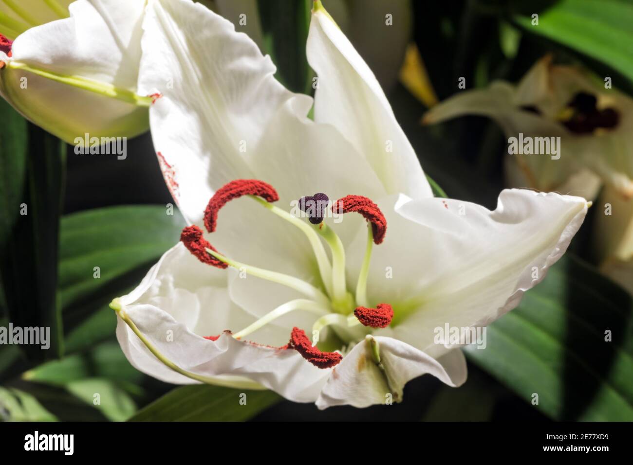 Pretty open blooming white garden lily for present and good mood Stock ...